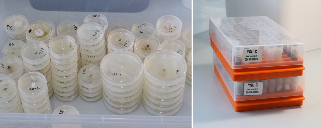 Fungal Culture Collection of Yugra State University